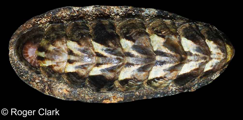 Aberrations-Mutations-Twins